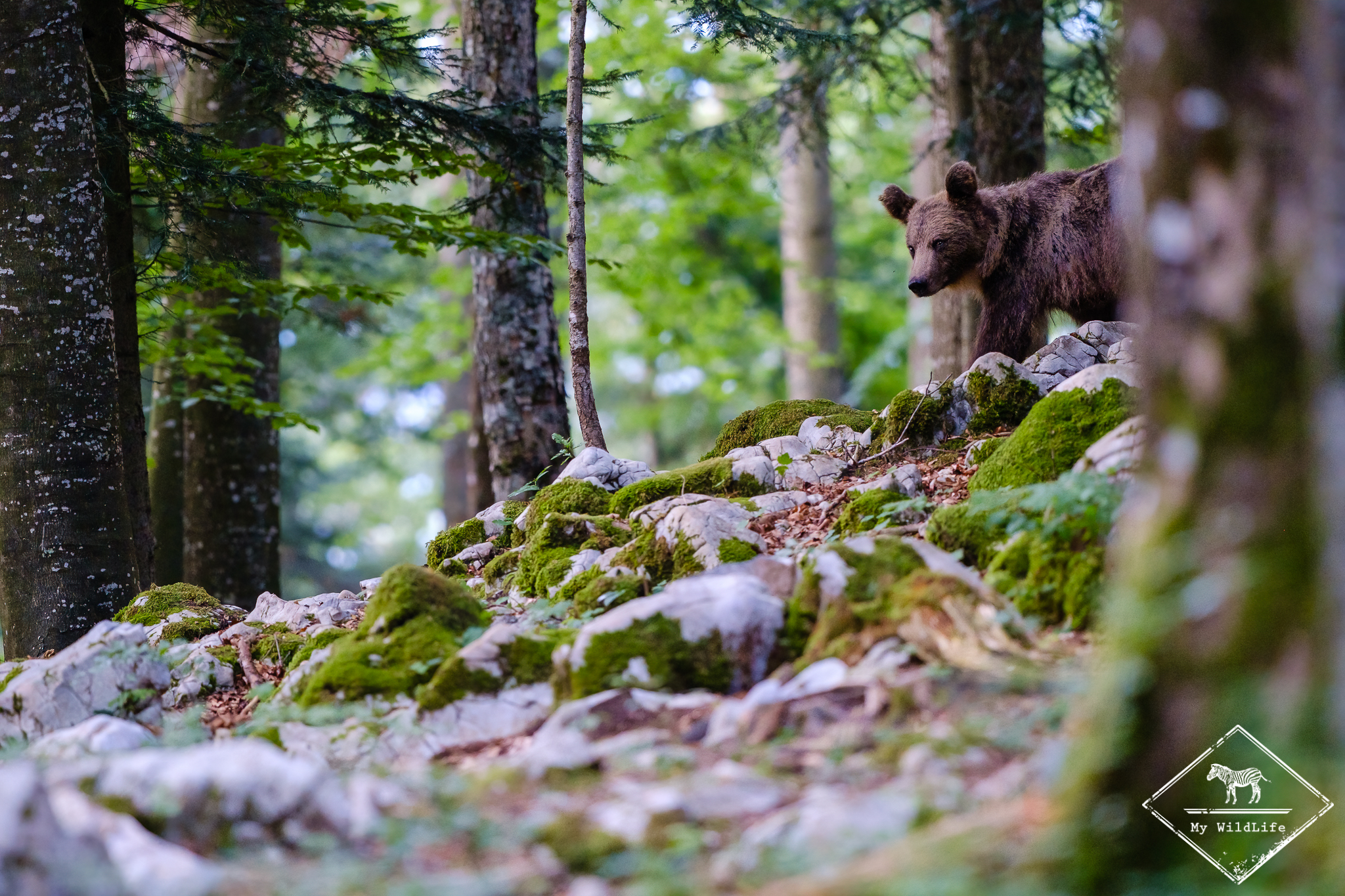 Photographier l’ours brun en Slovénie