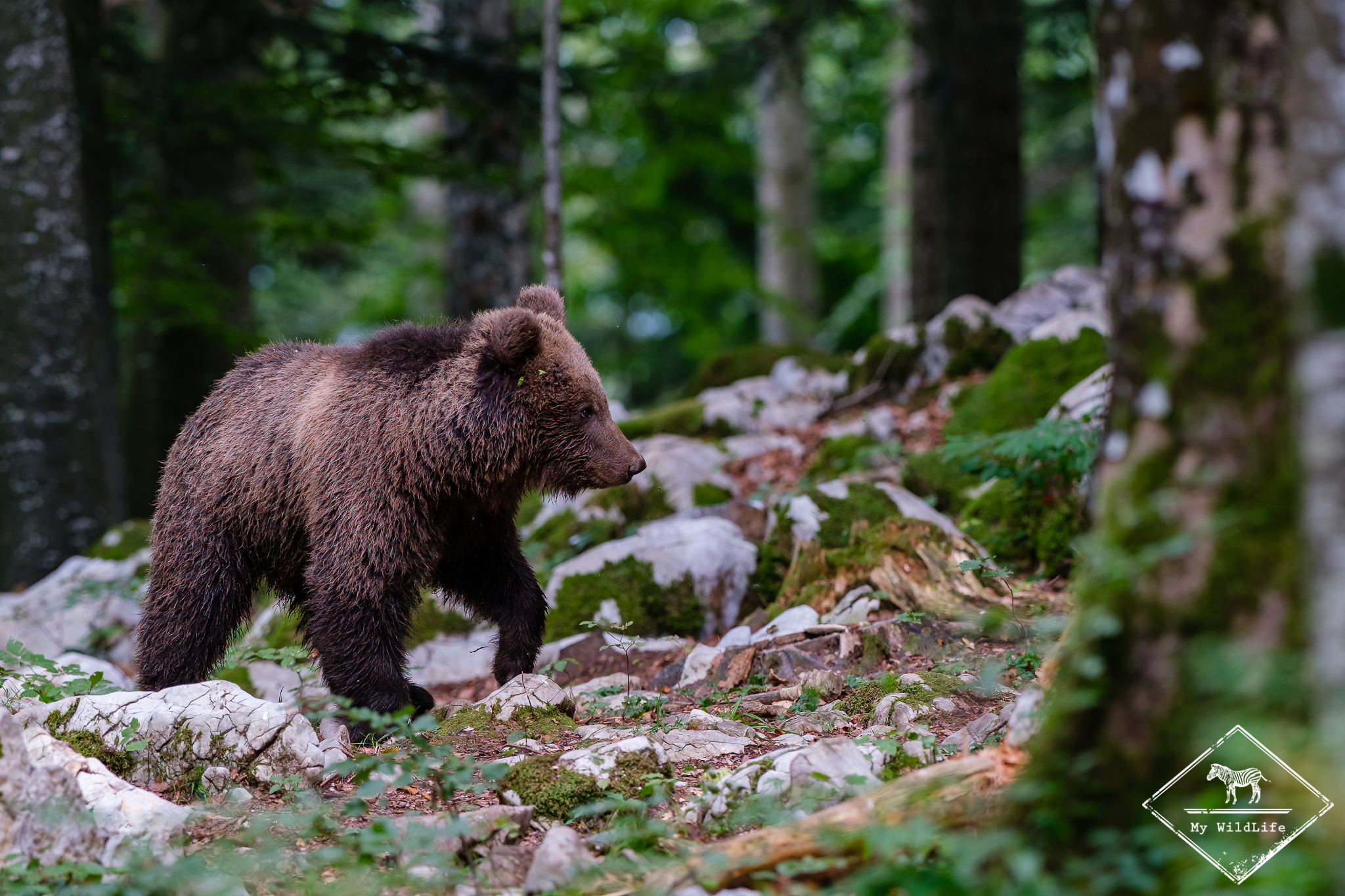 Photographier l’ours brun en Slovénie