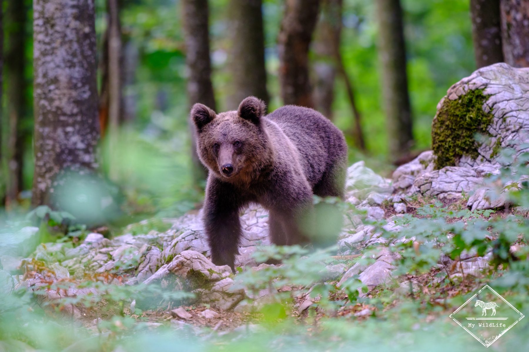 Photographier l’ours brun en Slovénie