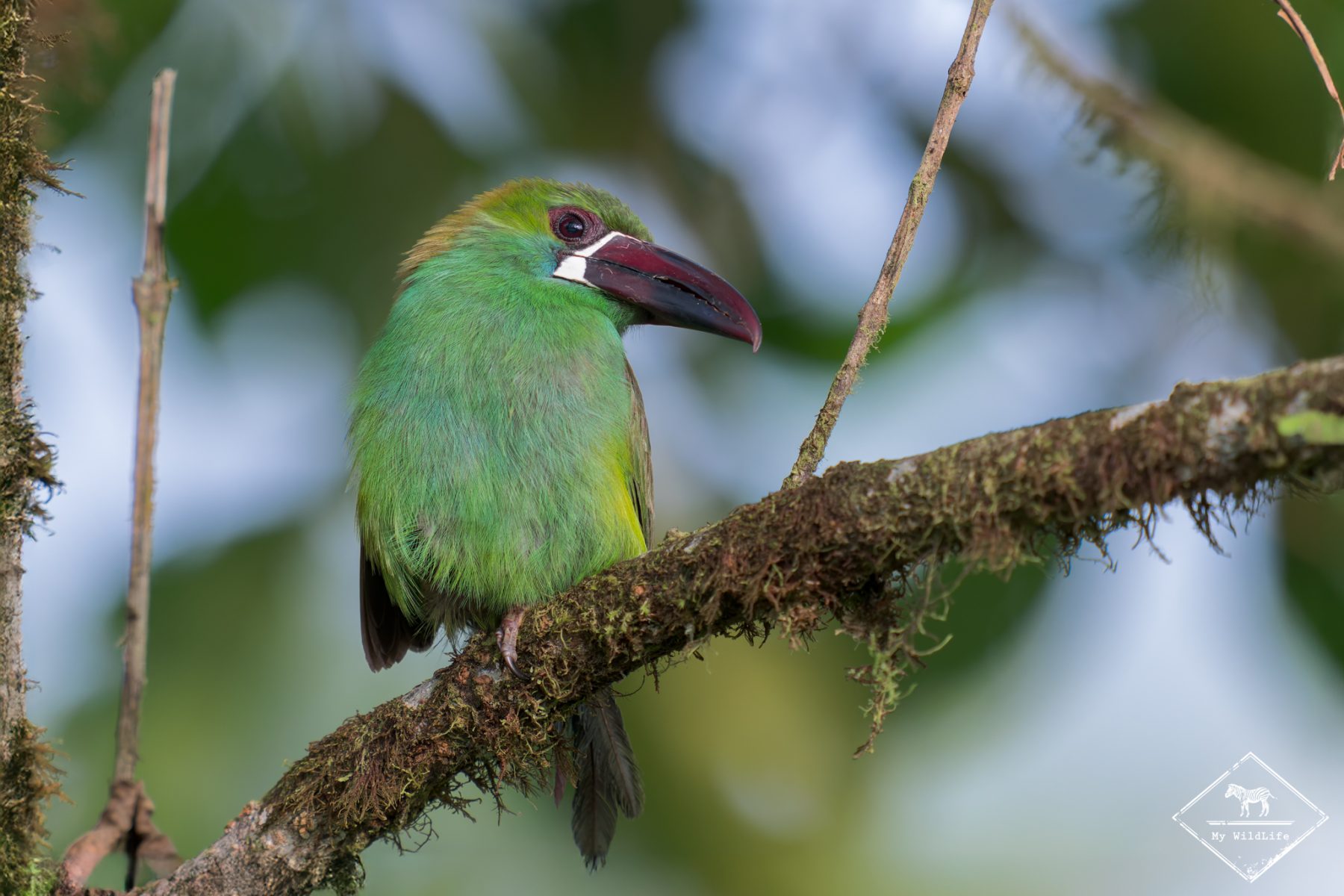 Voyage naturaliste d'un mois en Equateur