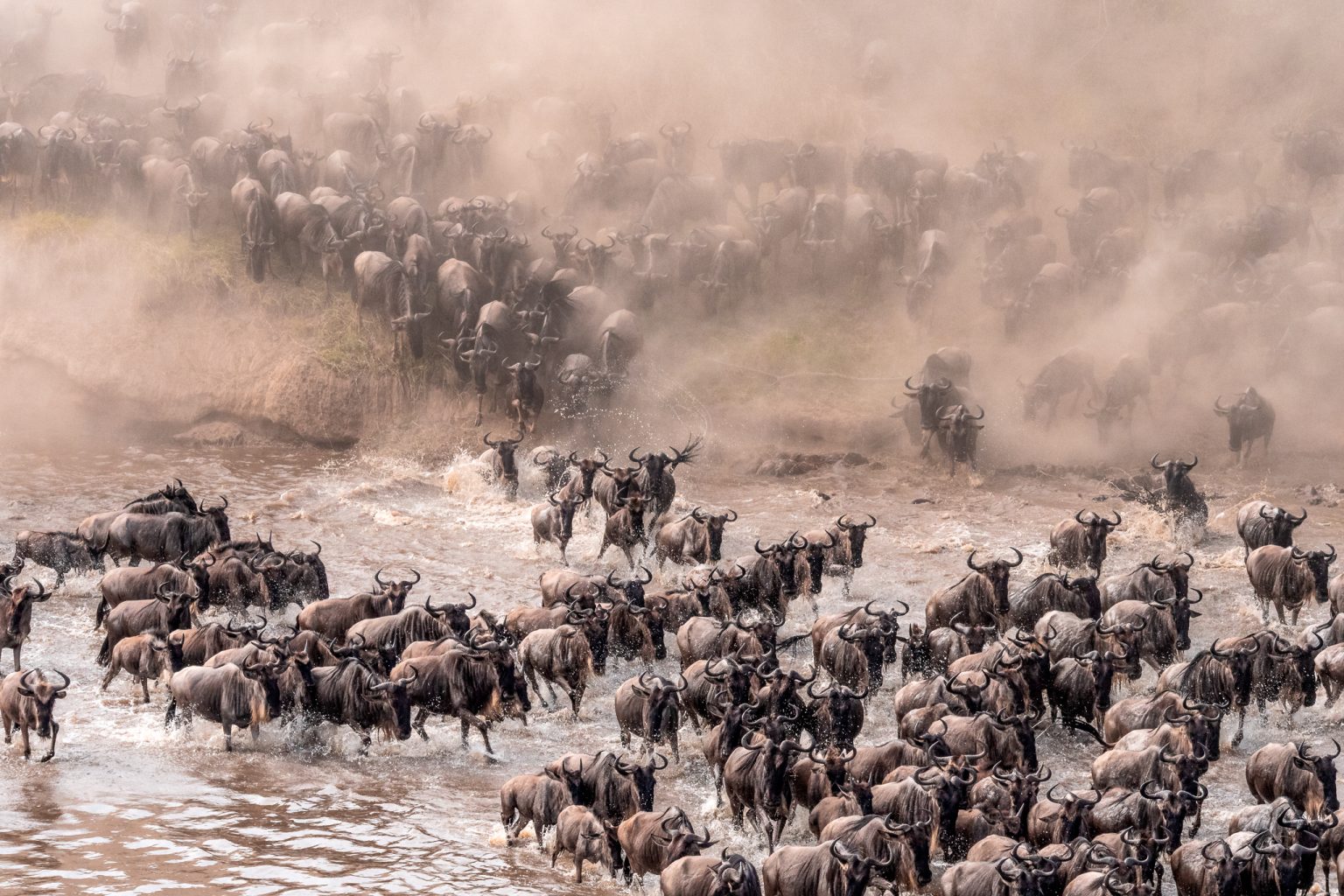 Guide de la grande migration des gnous (Kenya et Tanzanie)