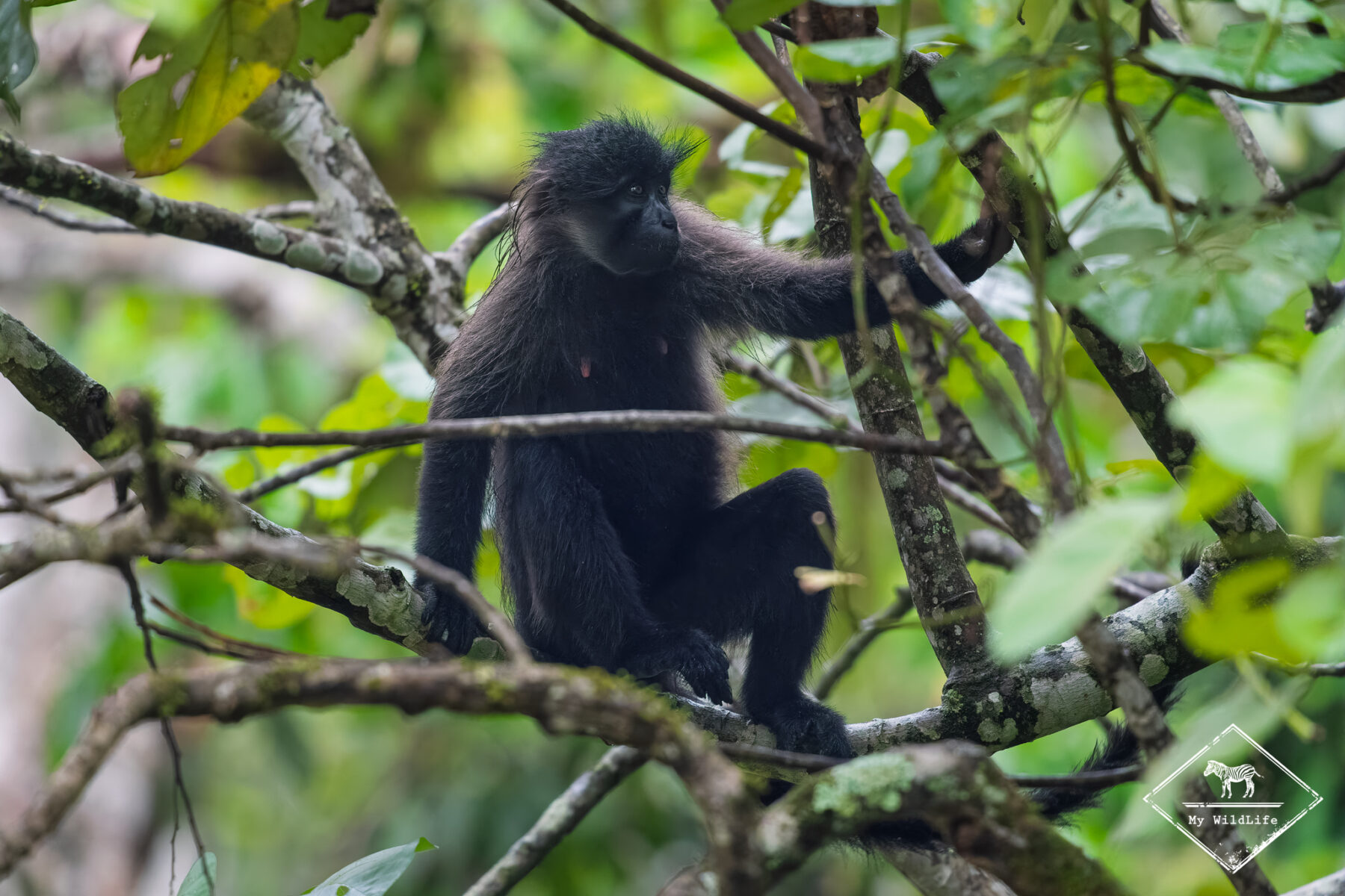 Balade naturaliste dans le marais de Bigodi (Ouganda)